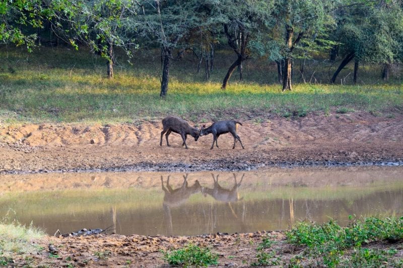 Ranthambore Travel Guide: How To See Tigers In The Wild In India